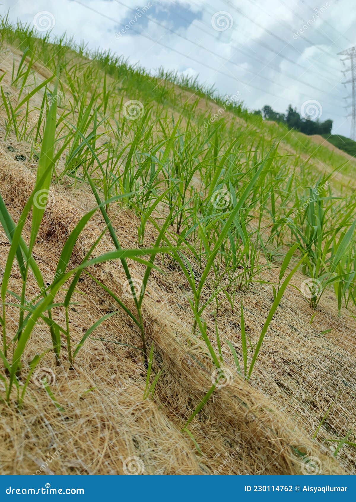 Permanent Slope Protection with Grass Using the Hydroseed Method. Stock ...