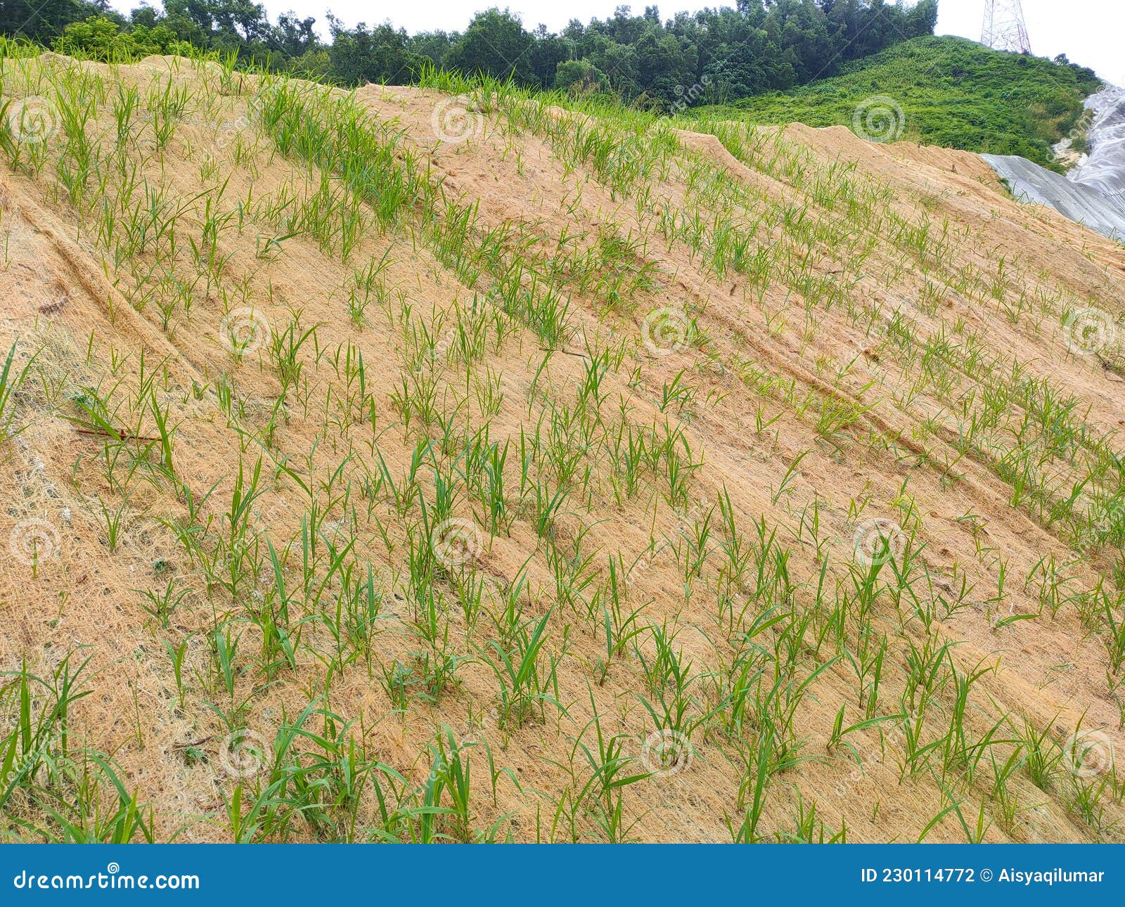 Permanent Slope Protection with Grass Using the Hydroseed Method. Stock ...