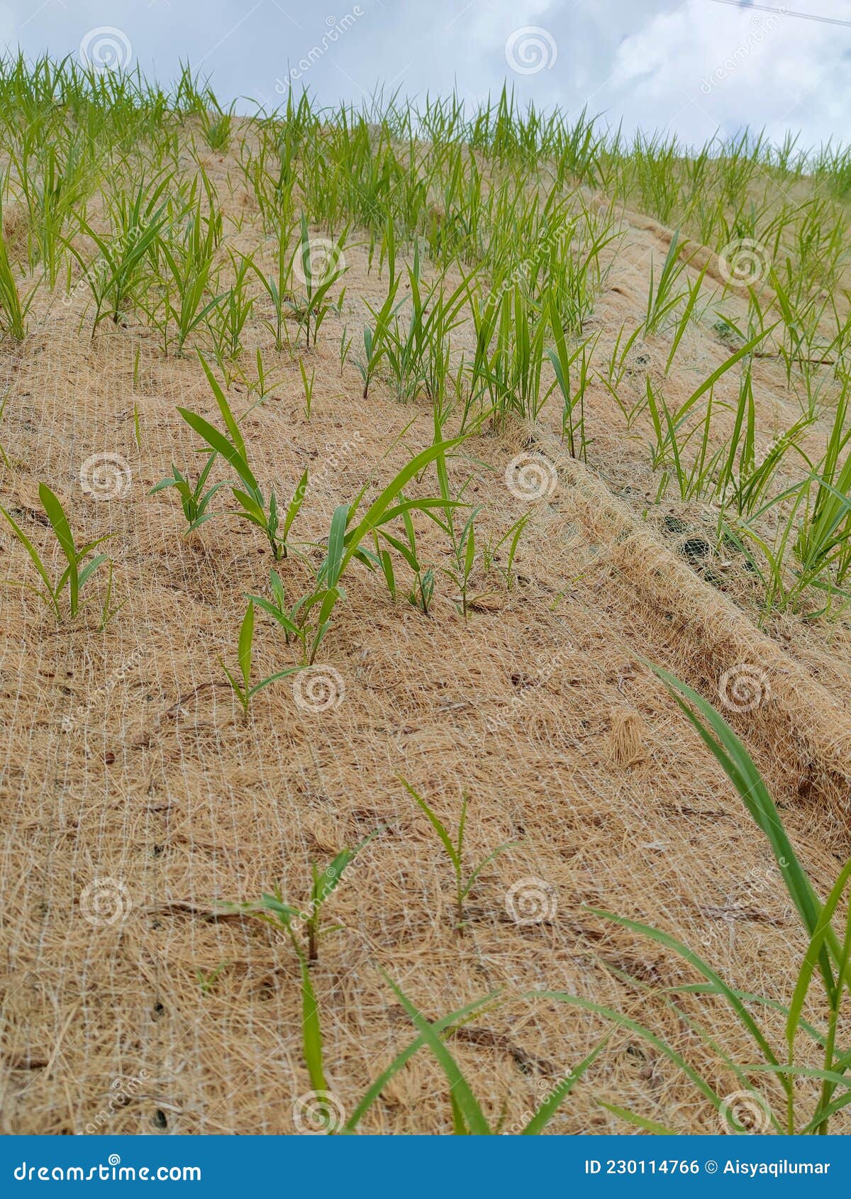 Permanent Slope Protection with Grass Using the Hydroseed Method. Stock ...