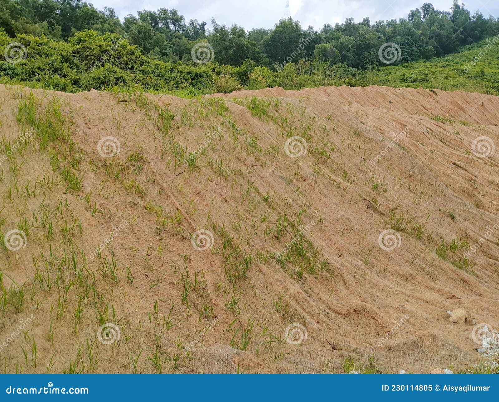 Permanent Slope Protection with Grass Using the Hydroseed Method. Stock ...