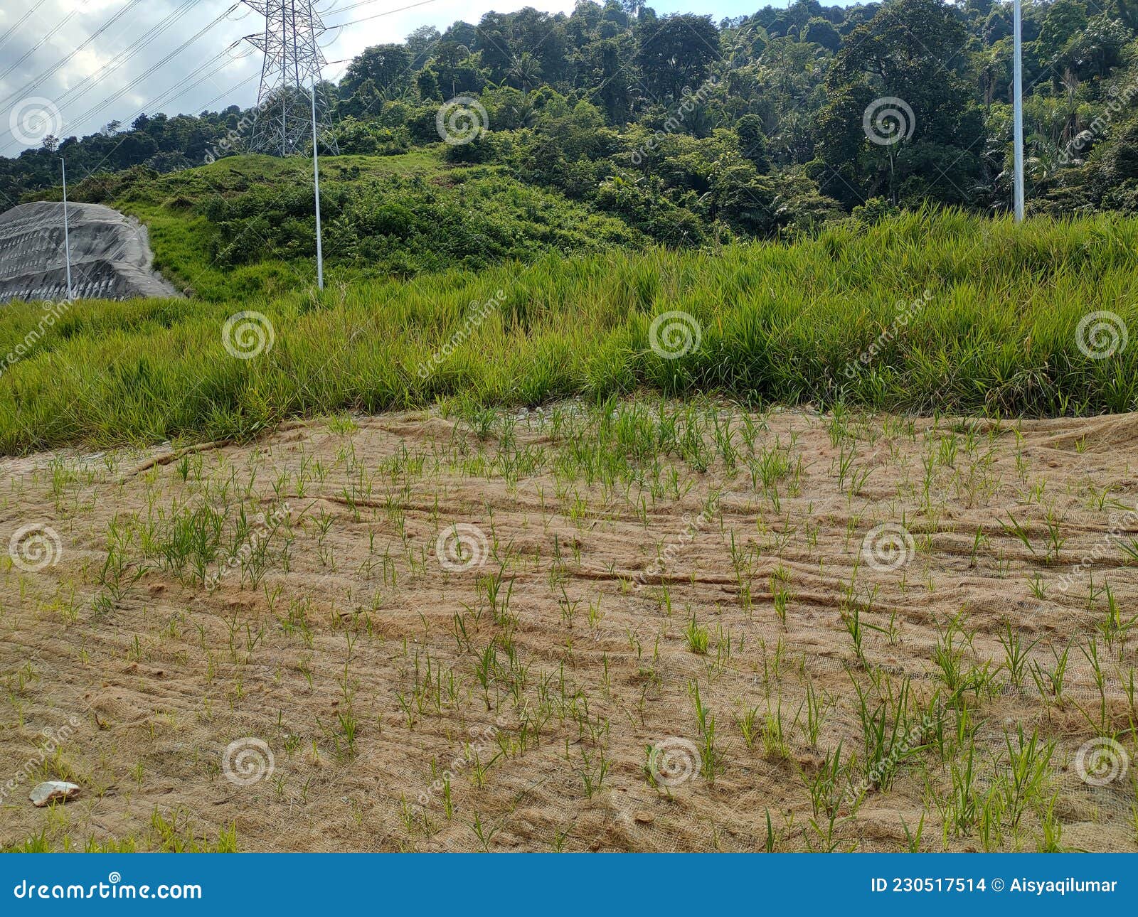 Permanent Slope Protection Using The Close Turfing Method To Prevent ...