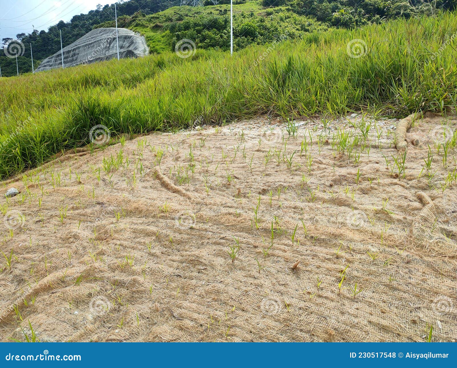 Permanent Slope Protection with Grass Using the Hydroseed Method. Stock ...