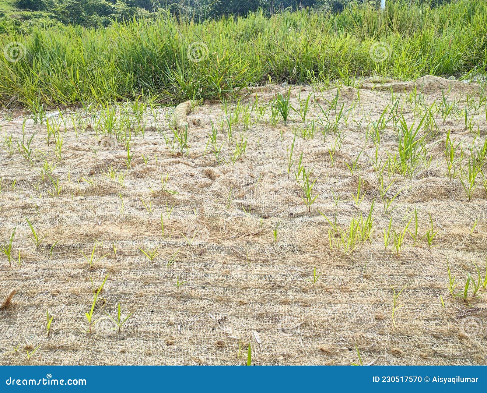Permanent Slope Protection with Grass Using the Hydroseed Method. Stock ...