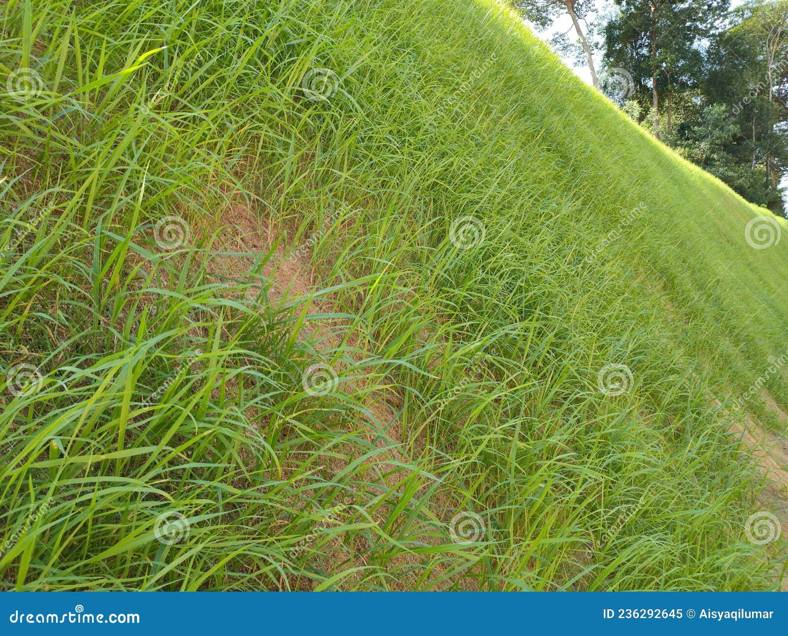 Permanent Slope Protection with Grass Using the Hydroseed Method. Stock ...