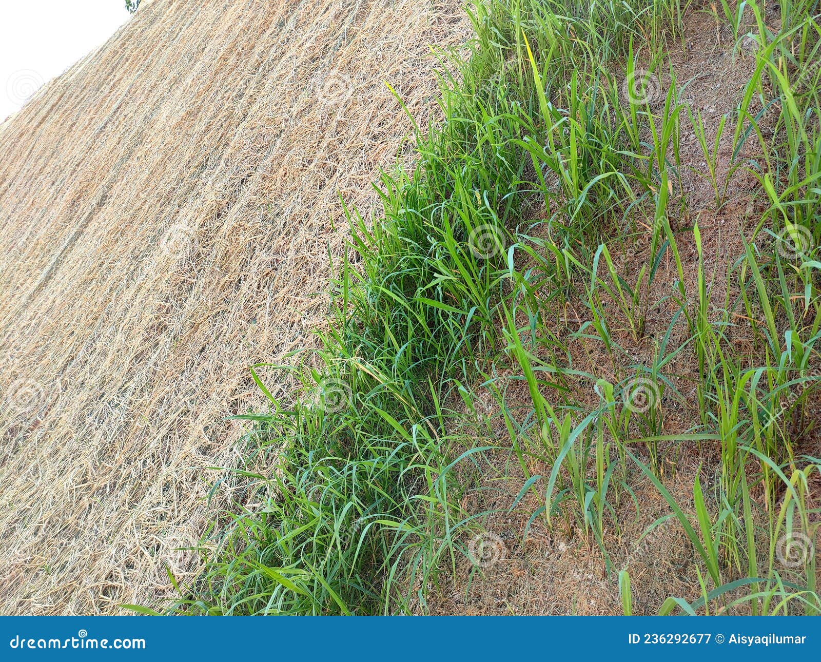 Permanent Slope Protection with Grass Using the Hydroseed Method ...
