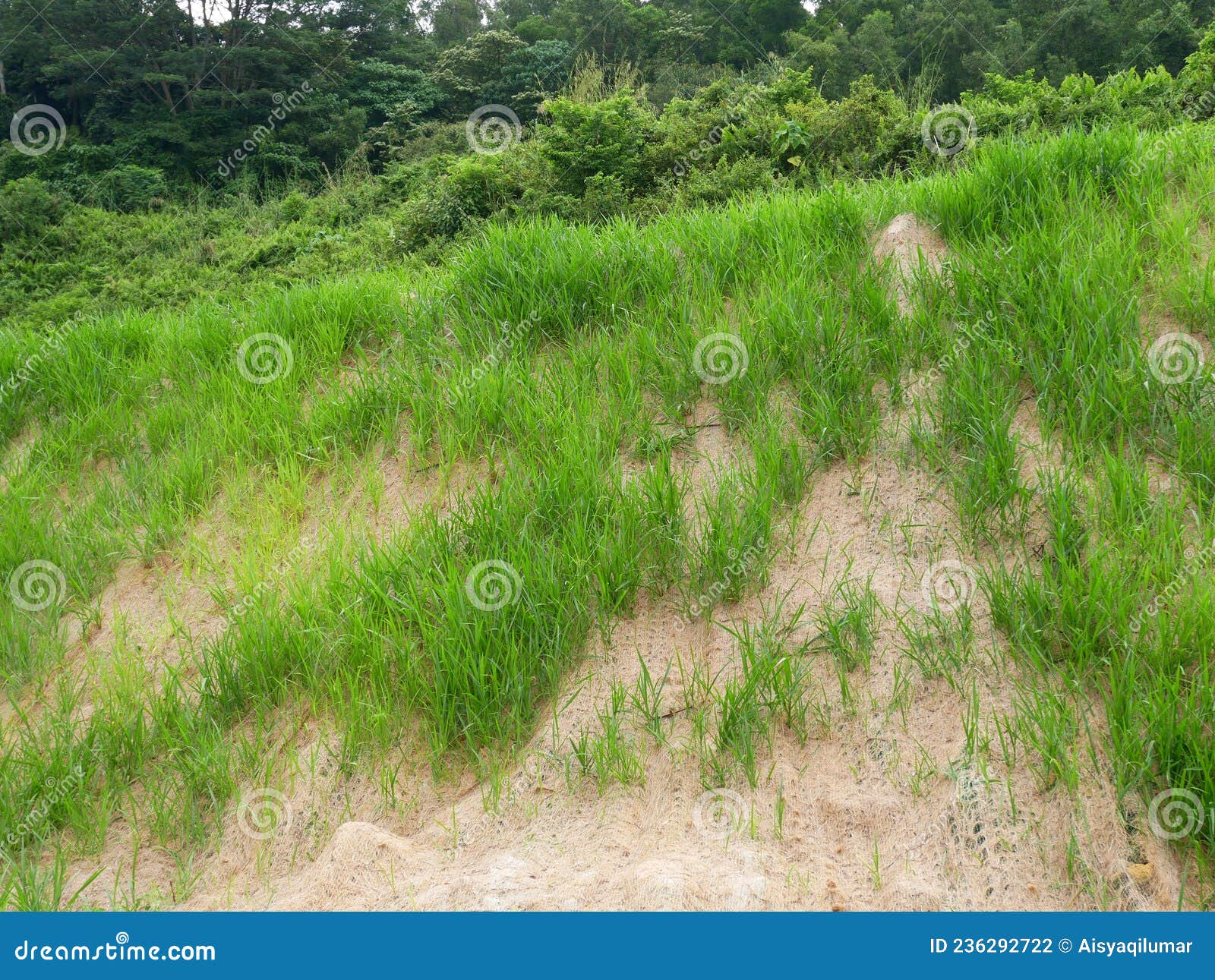Permanent Slope Protection with Grass Using the Hydroseed Method. Stock ...