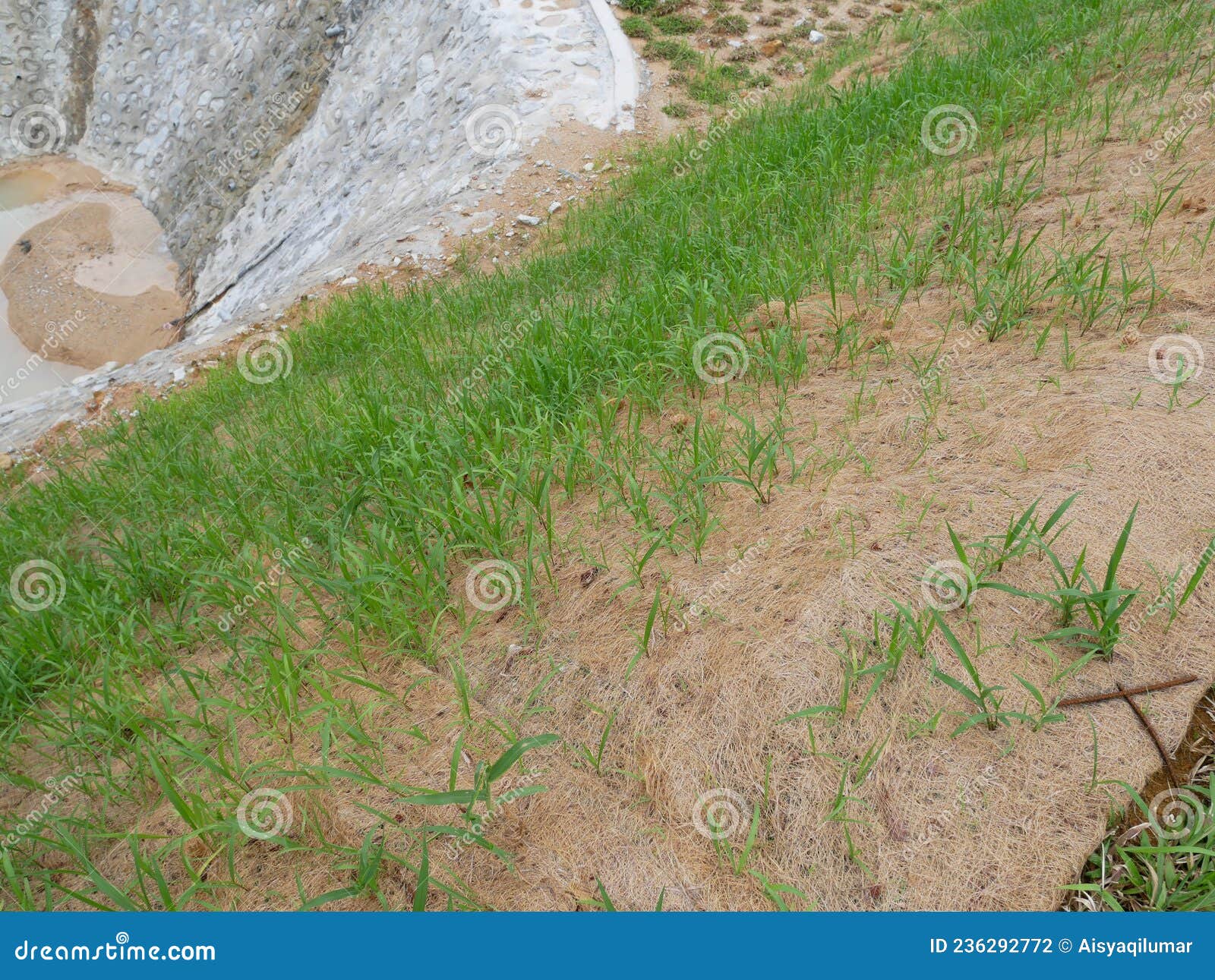 Permanent Slope Protection with Grass Using the Hydroseed Method. Stock ...