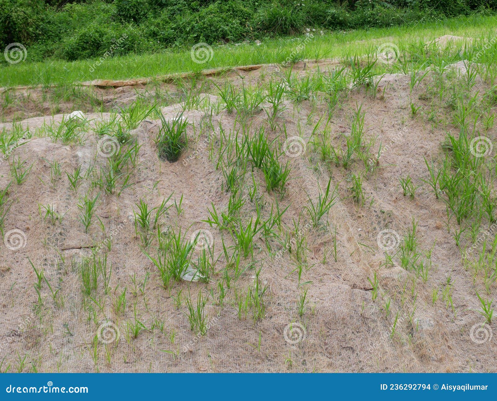 Permanent Slope Protection with Grass Using the Hydroseed Method. Stock ...