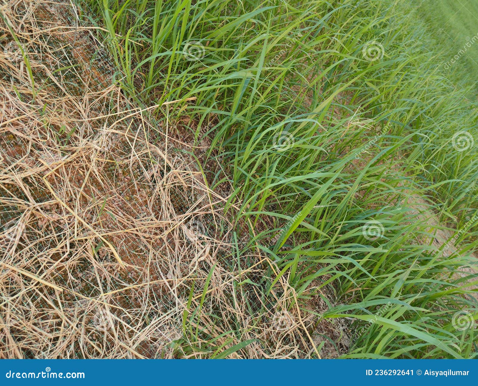 Permanent Slope Protection with Grass Using the Hydroseed Method. Stock ...