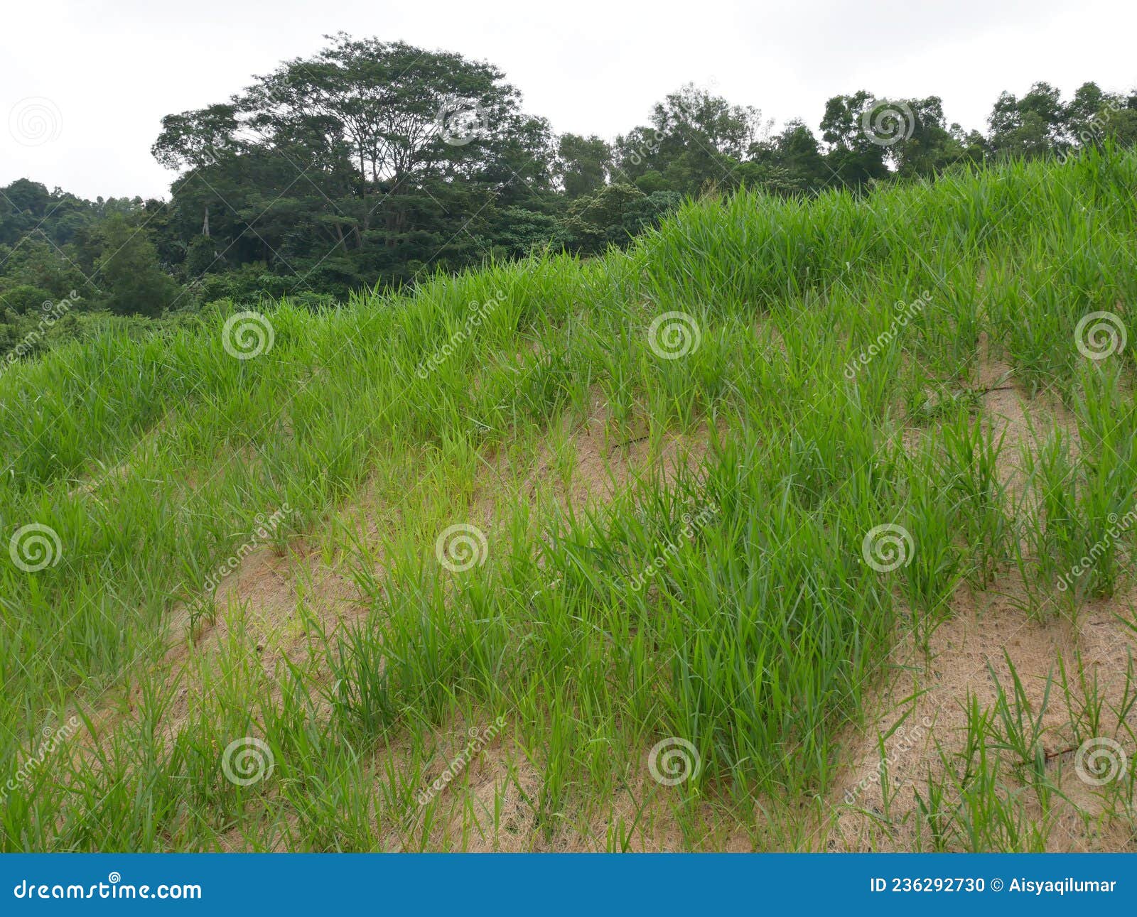 Permanent Slope Protection with Grass Using the Hydroseed Method. Stock ...