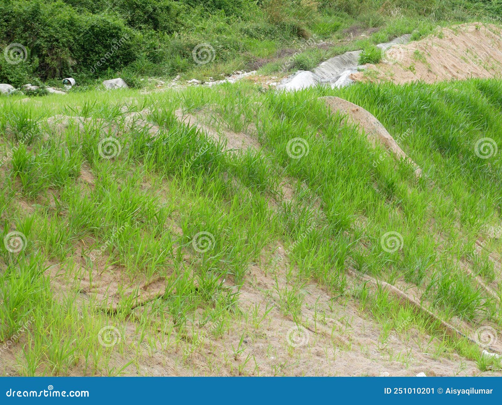 Permanent Slope Protection with Grass Using the Hydroseed Method. the ...
