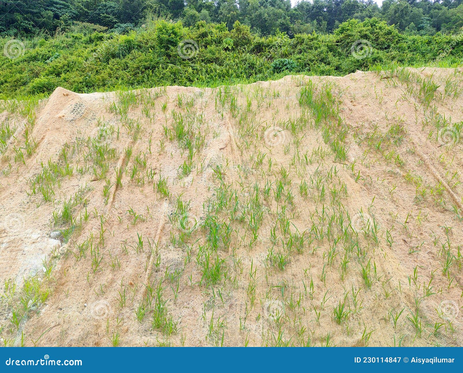 Permanent Slope Protection with Grass Using the Hydroseed Method. Stock ...