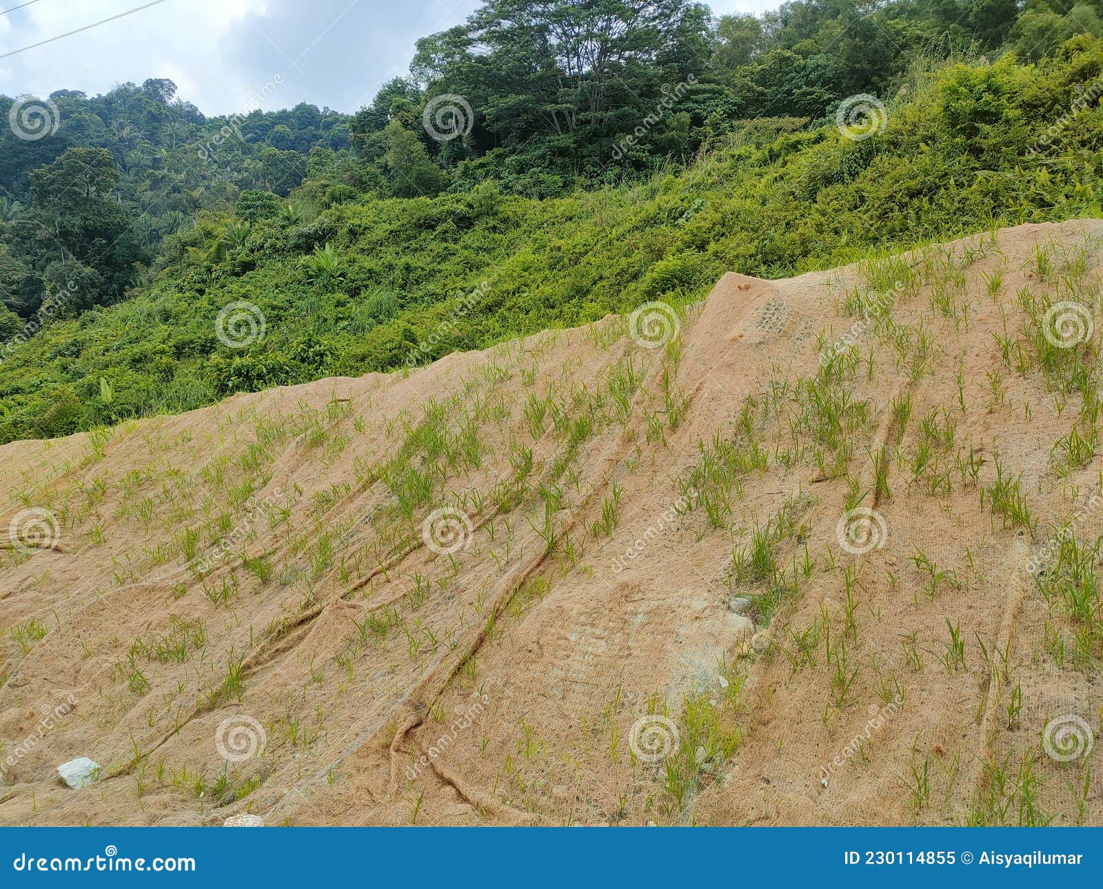 Permanent Slope Protection with Grass Using the Hydroseed Method. Stock ...