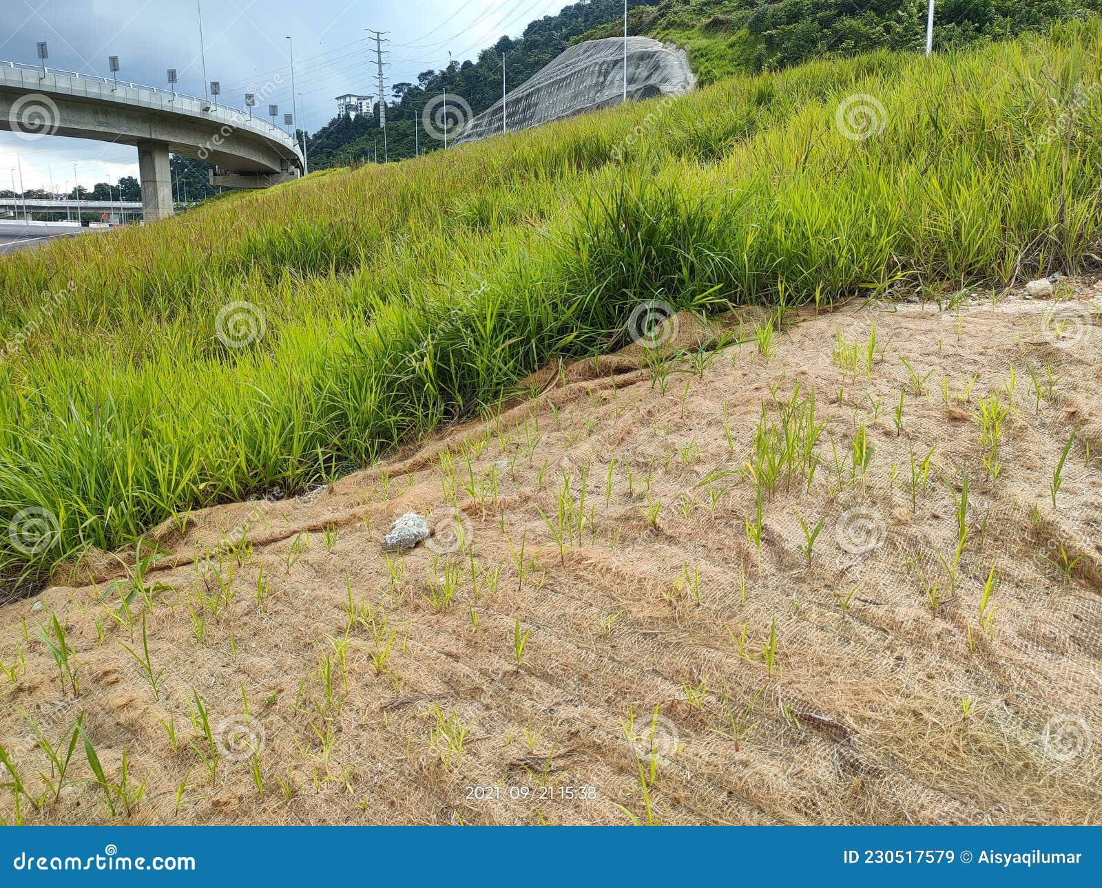 Permanent Slope Protection Using The Close Turfing Method To Prevent ...