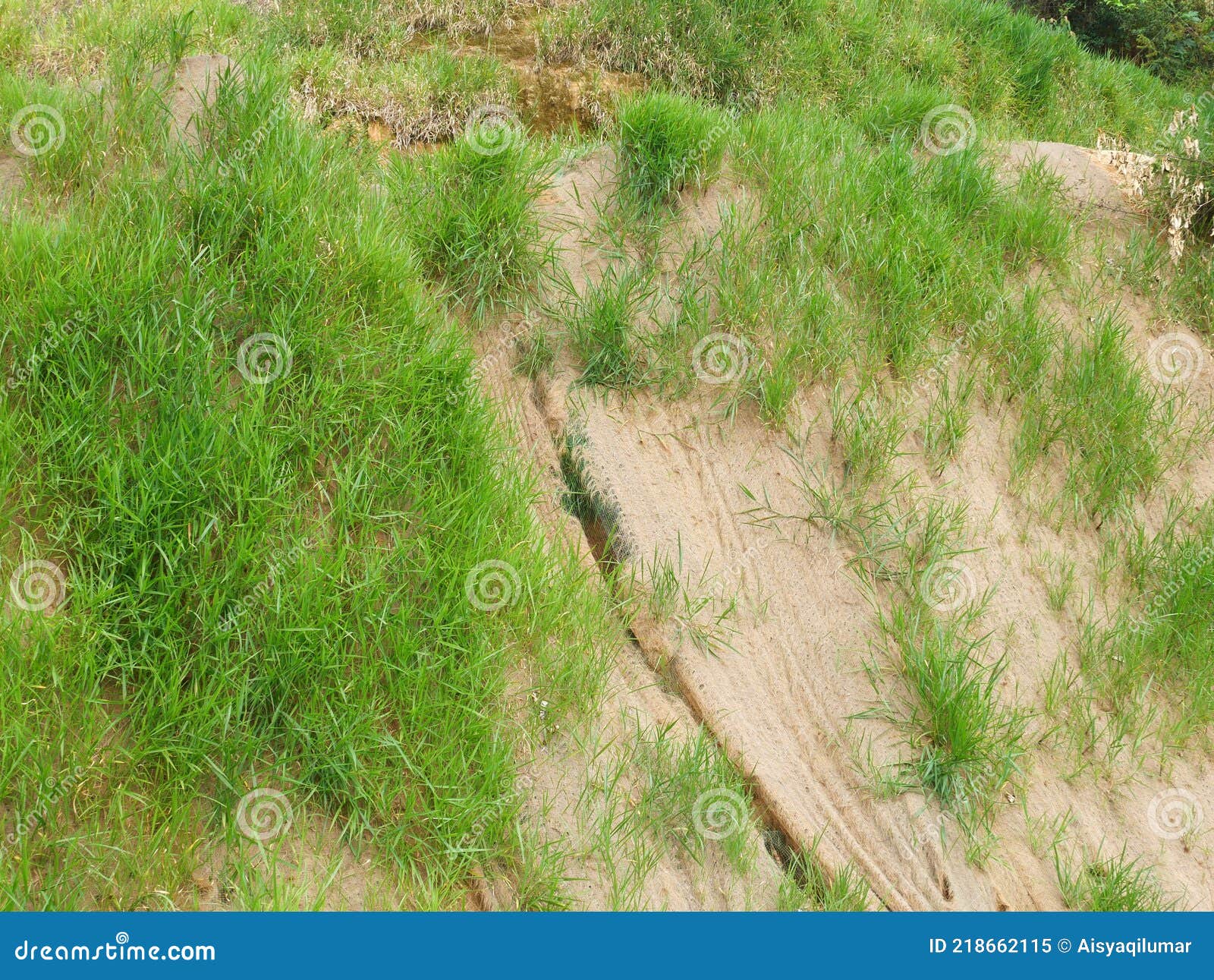 Permanent Slope Protection with the Natural Grass Using the Hydroseed ...