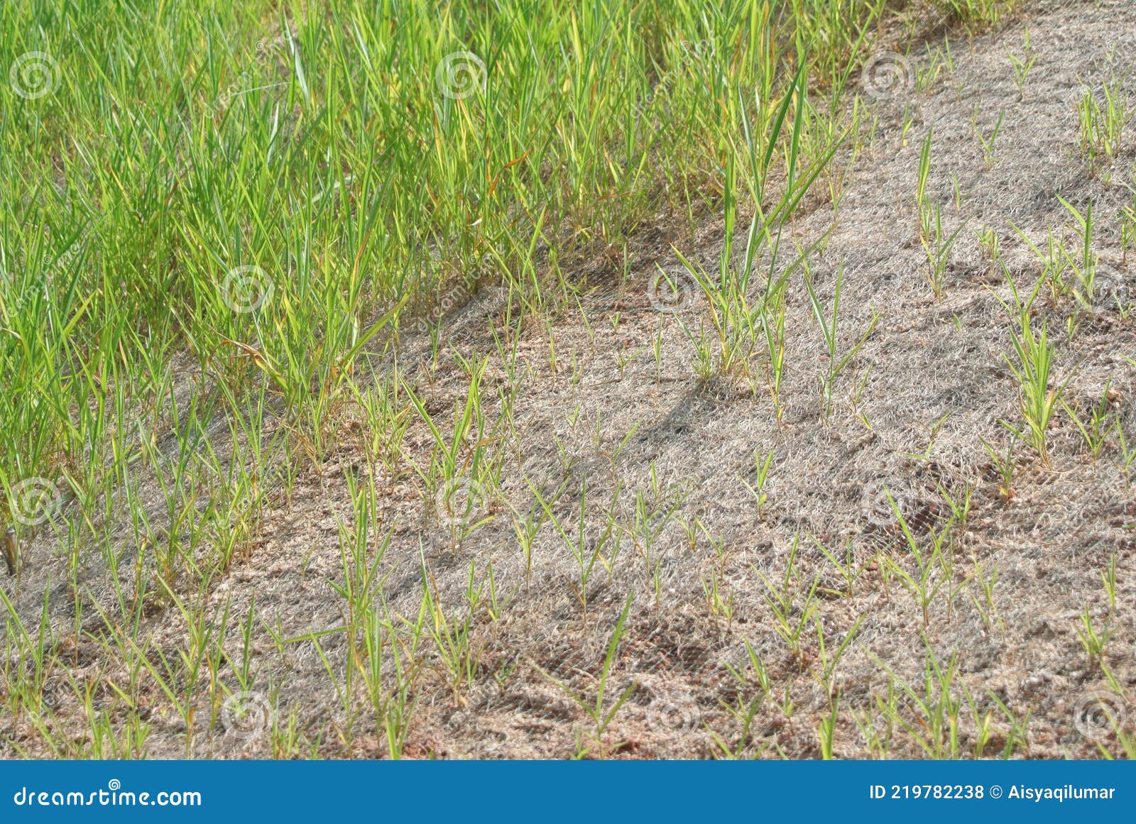 Permanent Slope Protection with the Natural Grass Using the Hydroseed ...