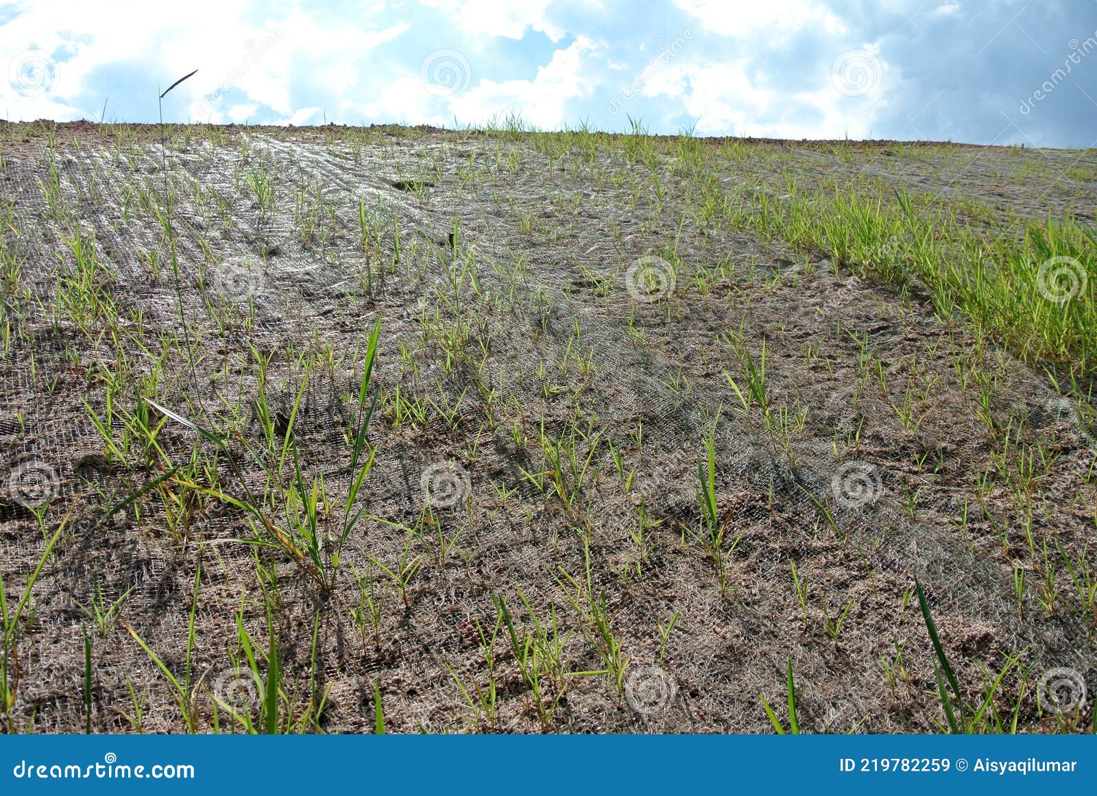 Permanent Slope Protection with the Natural Grass Using the Hydroseed ...