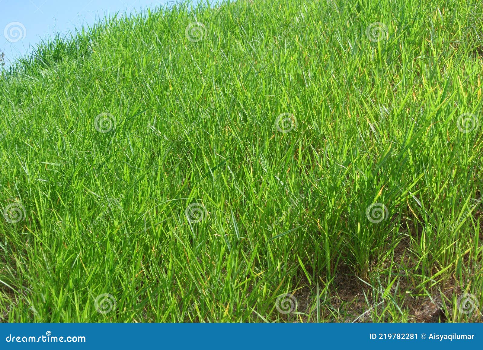Permanent Slope Protection with the Natural Grass Using the Hydroseed ...