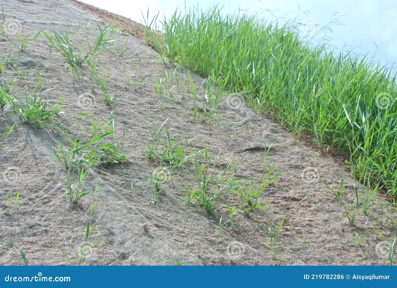 Permanent Slope Protection with the Natural Grass Using the Hydroseed ...