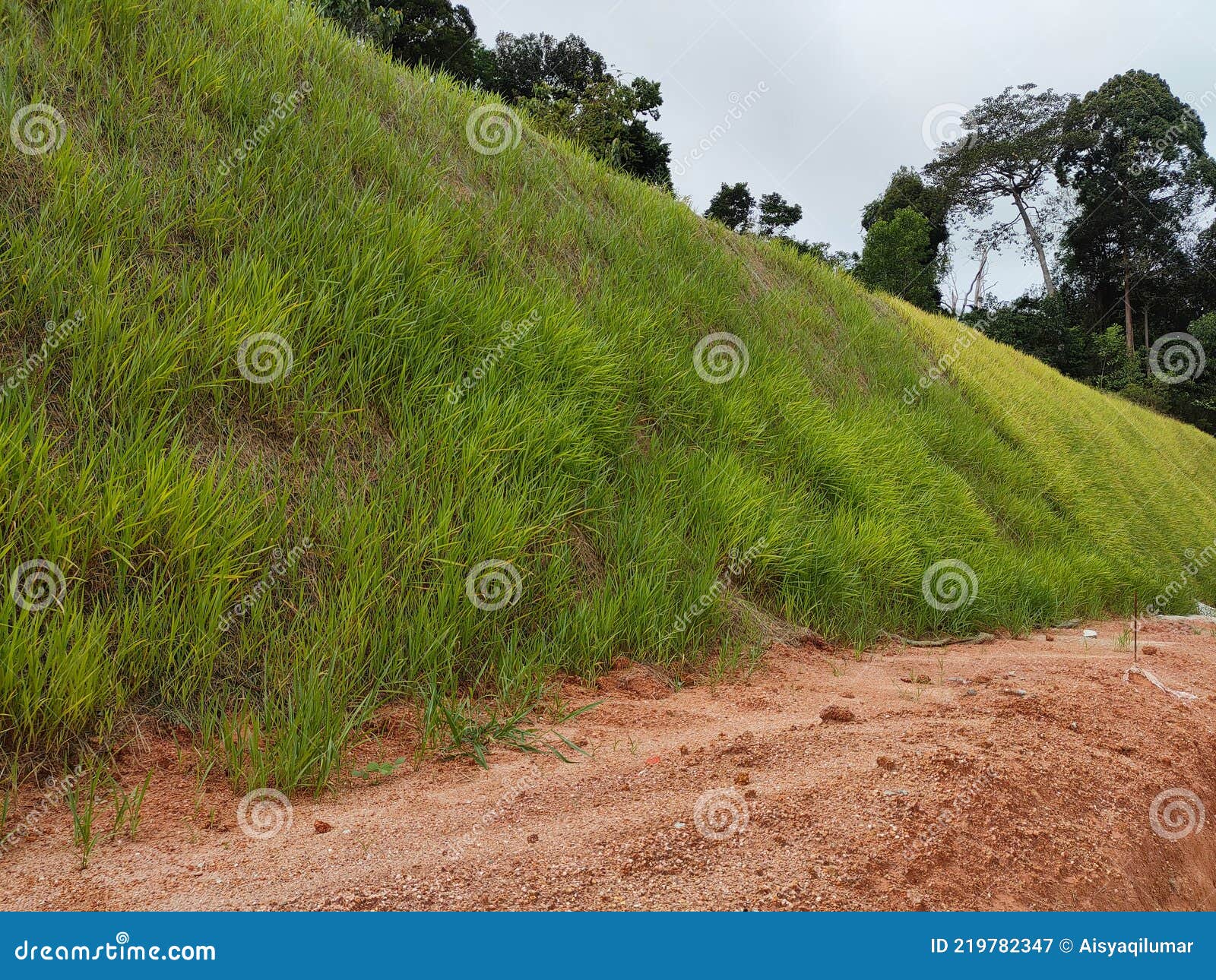 Permanent Slope Protection with the Natural Grass Using the Hydroseed ...