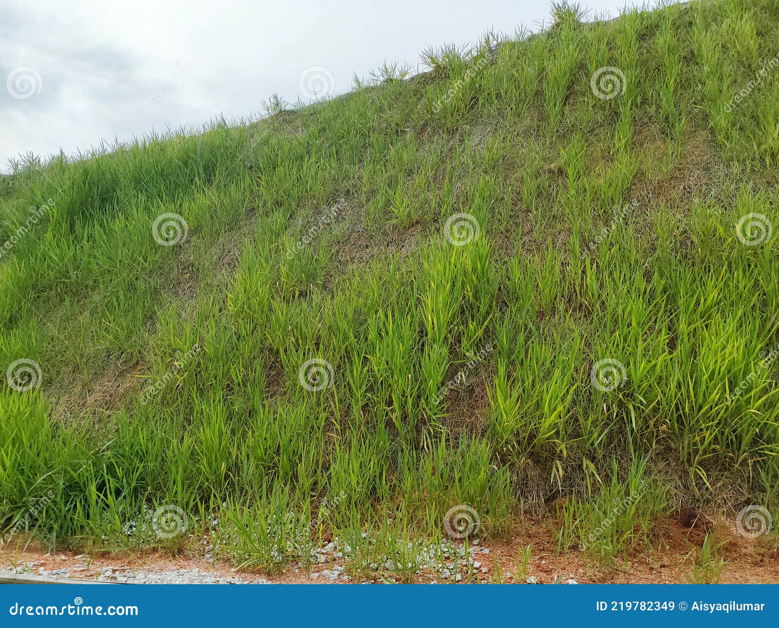 Permanent Slope Protection with the Natural Grass Using the Hydroseed ...