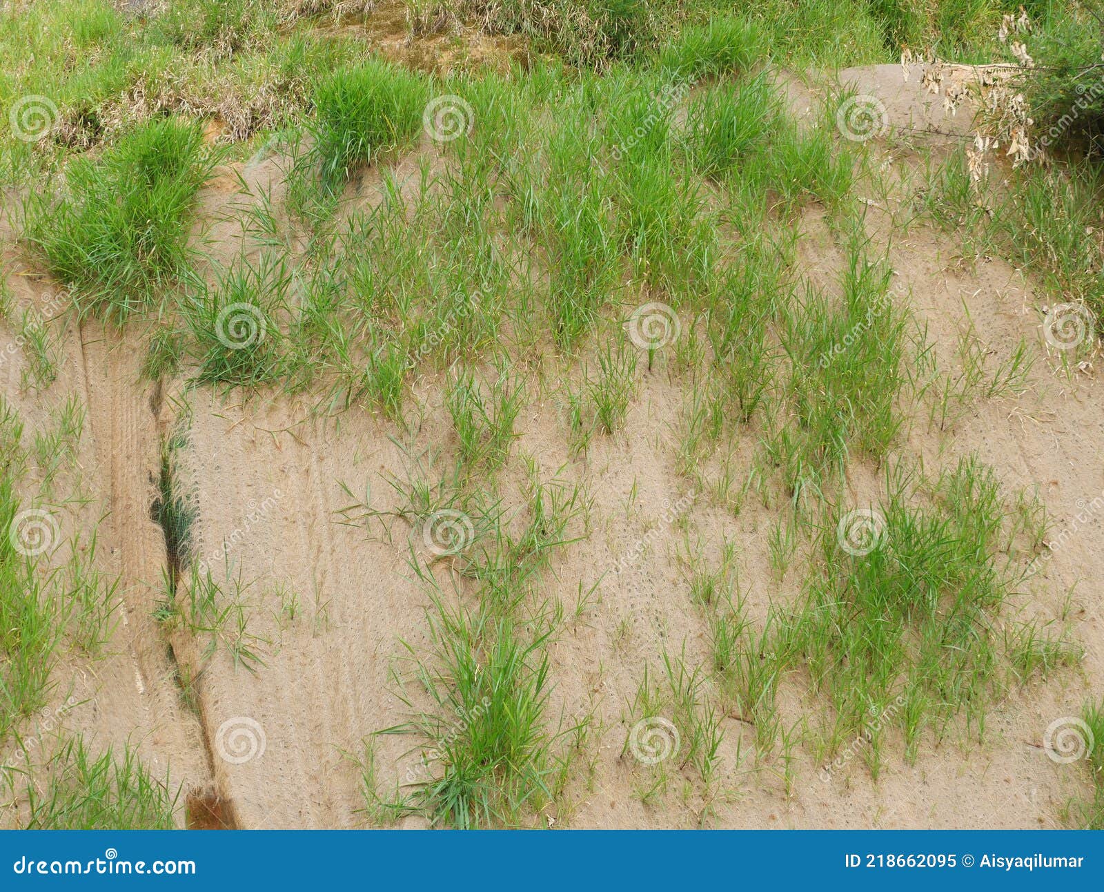 Permanent Slope Protection with the Natural Grass Using the Hydroseed ...
