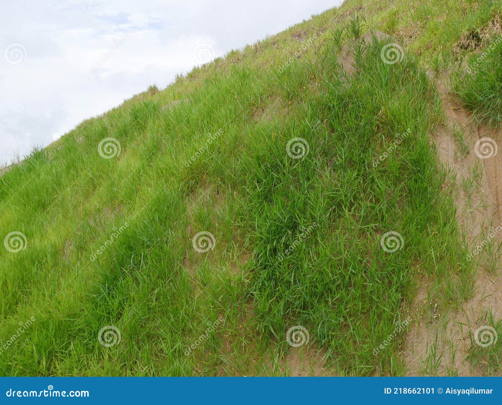 Permanent Slope Protection with the Natural Grass Using the Hydroseed ...