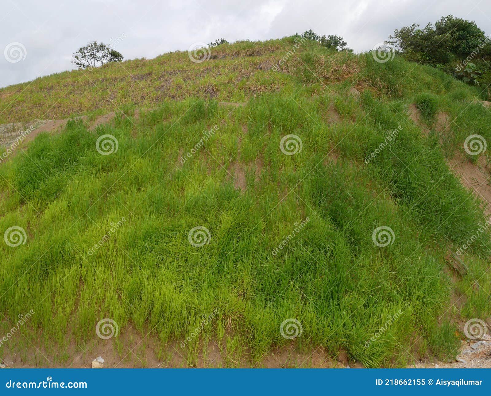 Permanent Slope Protection with the Natural Grass Using the Hydroseed ...