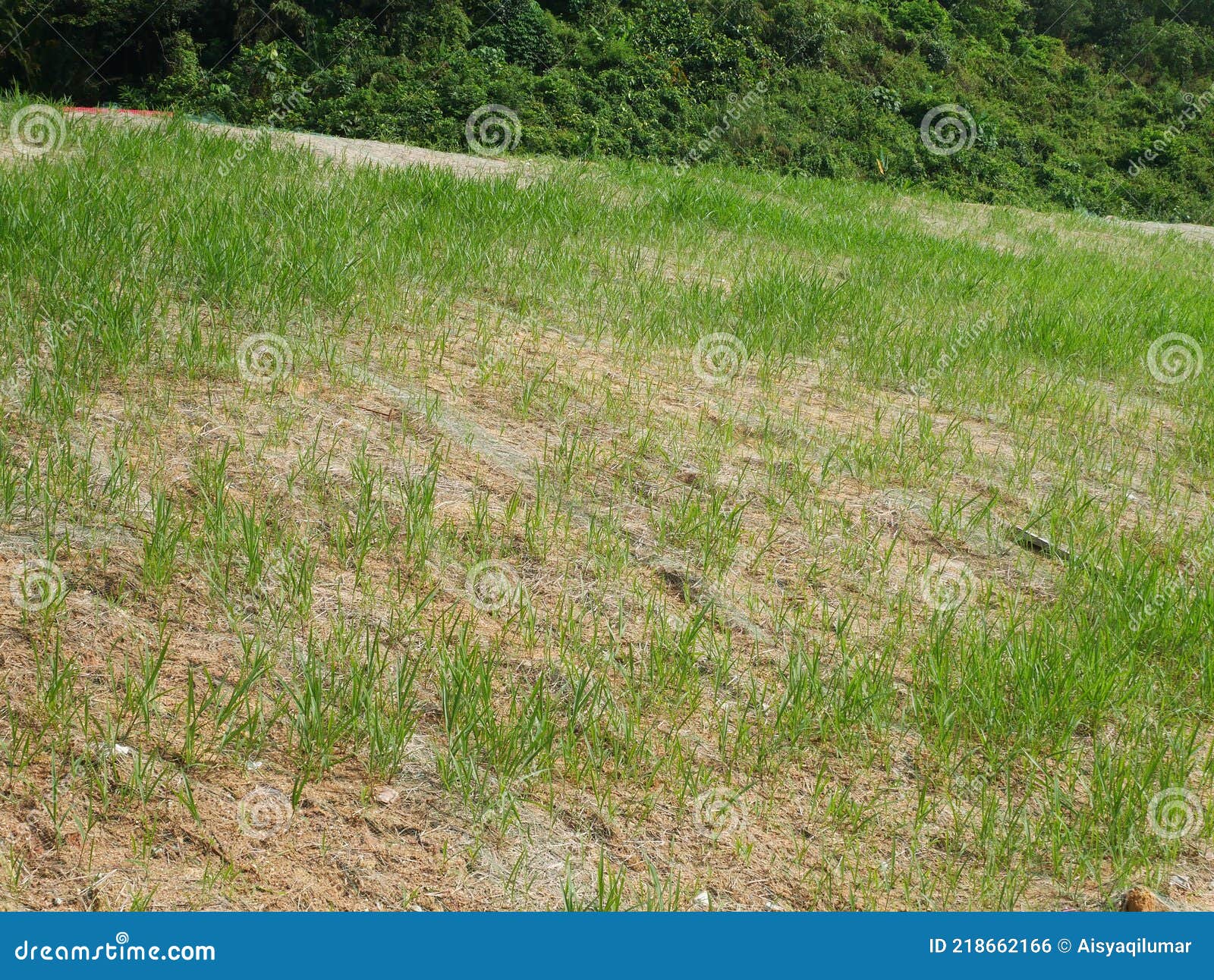 Permanent Slope Protection with the Natural Grass Using the Hydroseed ...