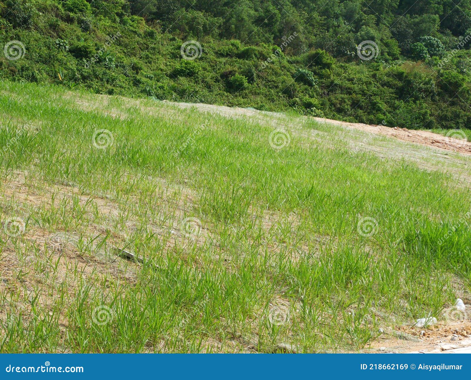 Permanent Slope Protection with the Natural Grass Using the Hydroseed ...