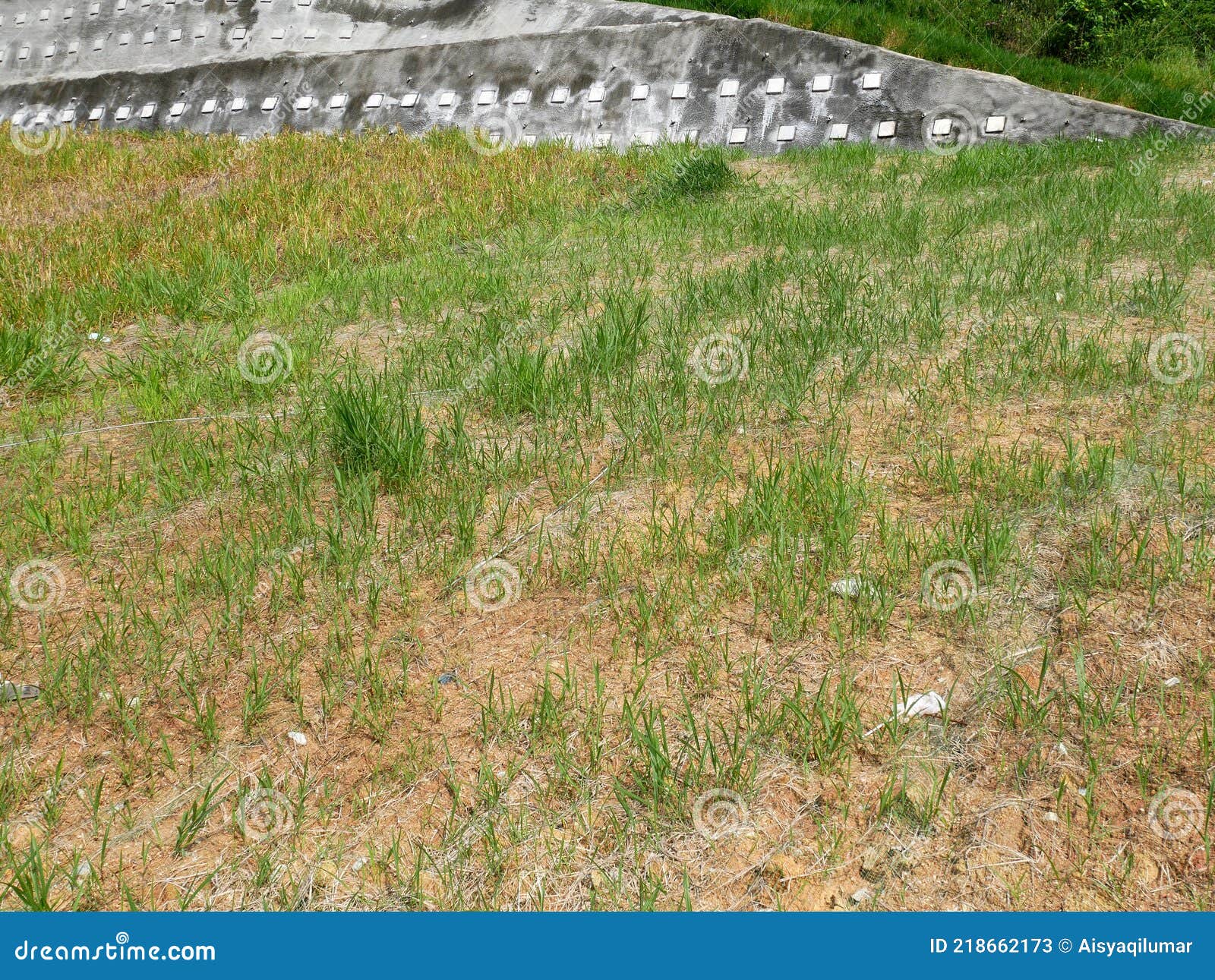 Permanent Slope Protection with the Natural Grass Using the Hydroseed ...