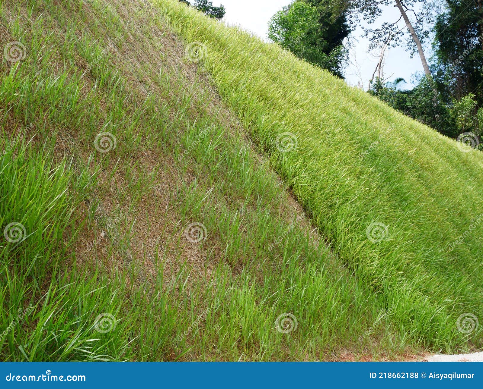 Permanent Slope Protection with the Natural Grass Using the Hydroseed ...