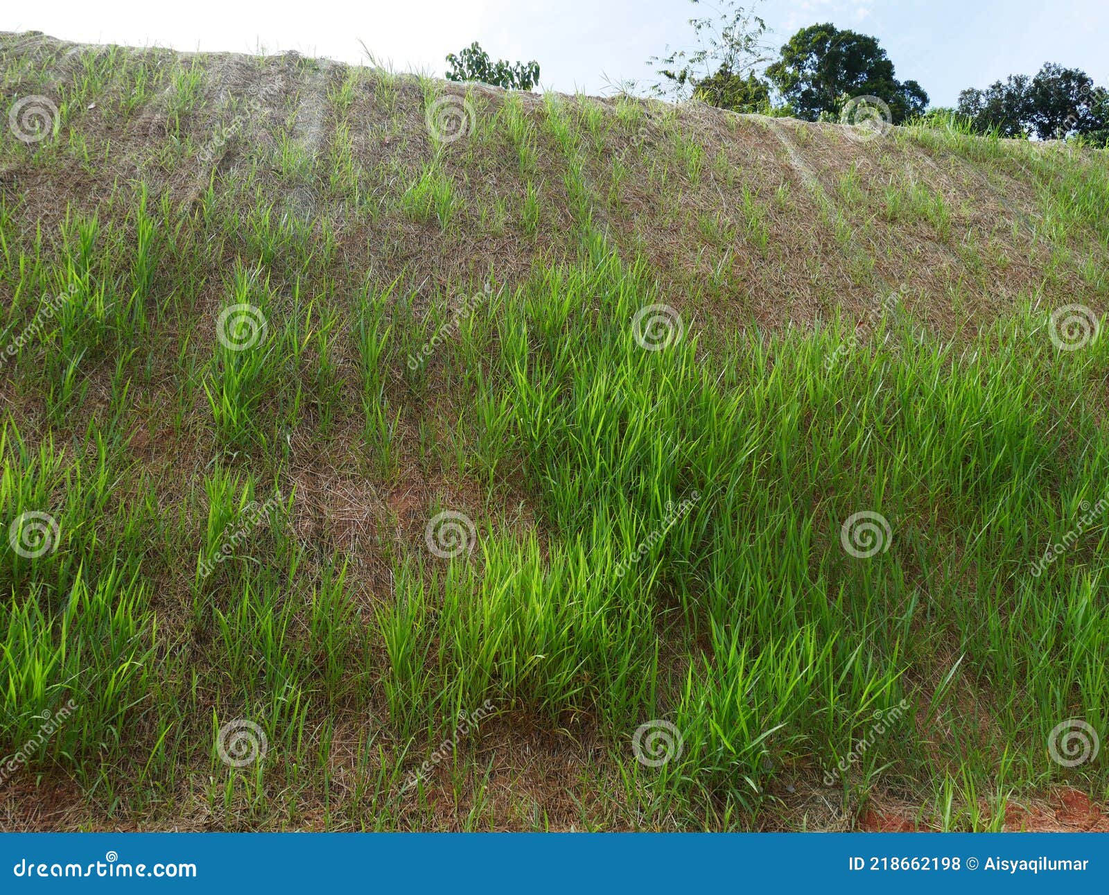 Permanent Slope Protection with the Natural Grass Using the Hydroseed ...