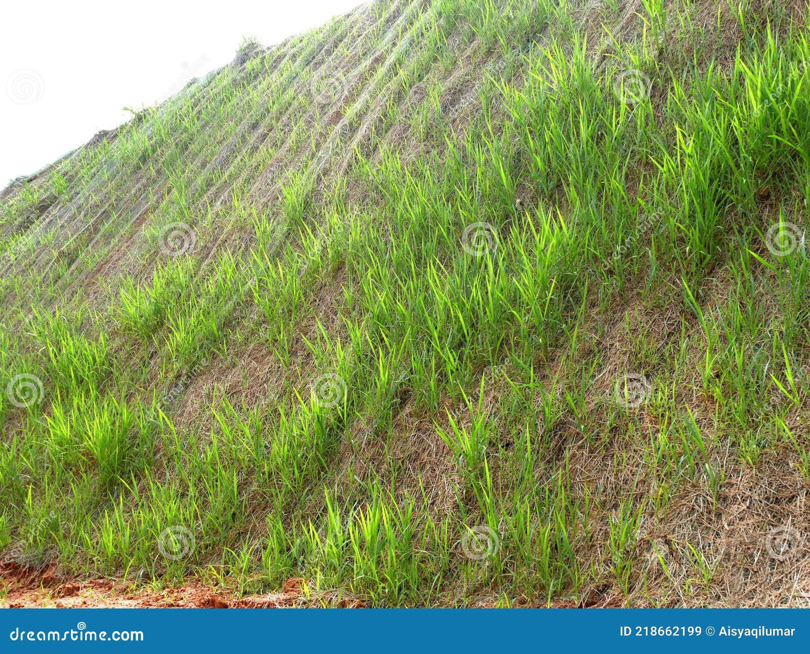 Permanent Slope Protection with the Natural Grass Using the Hydroseed ...