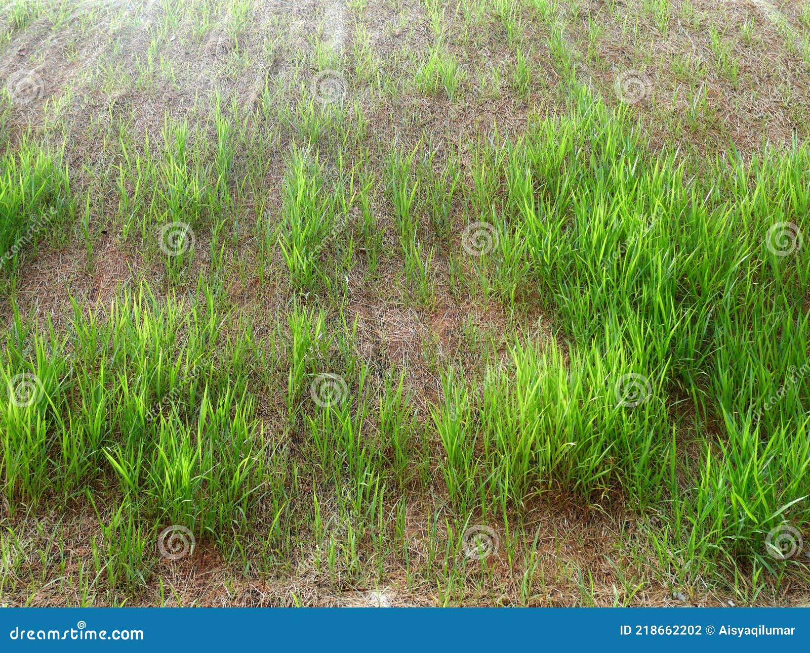Permanent Slope Protection with the Natural Grass Using the Hydroseed ...