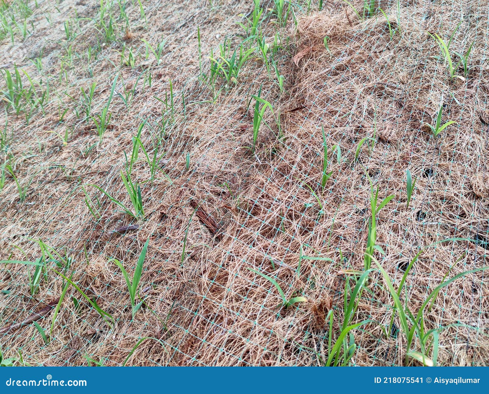 Permanent Slope Protection Using the Close Turfing Method To Prevent ...