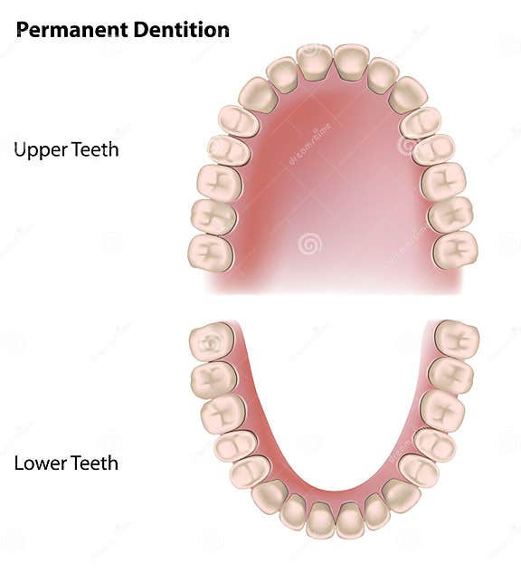 Permanent teeth stock vector. Illustration of medicine - 24176753