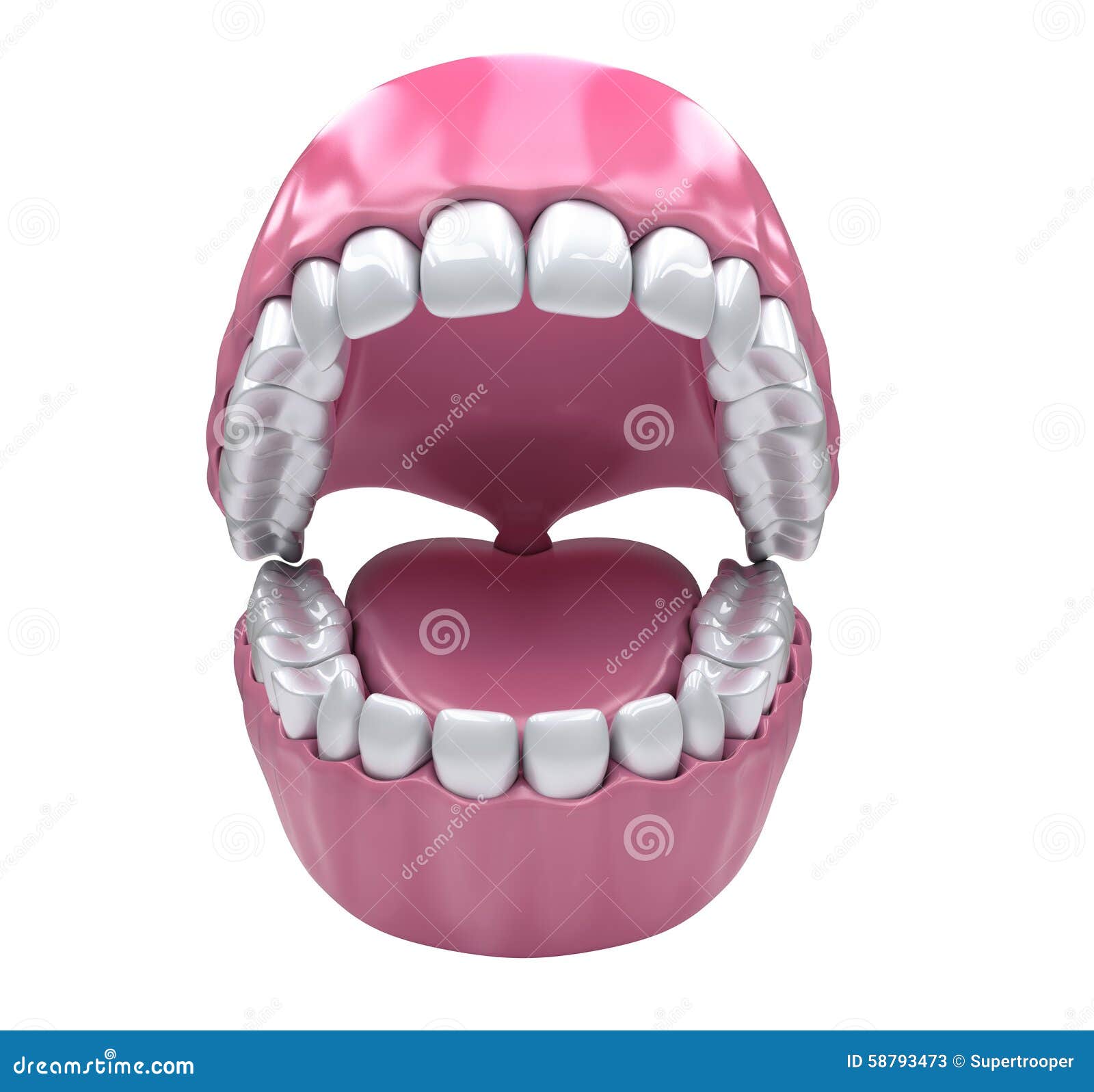 Permanent Teeth, Adult Dentition Stock Illustration - Illustration of ...