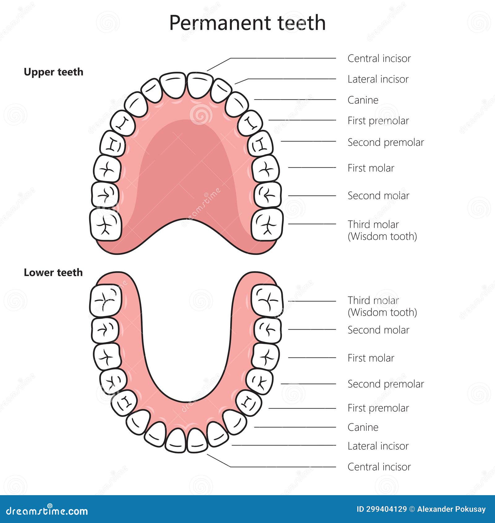 Permanent Teeth Structure Diagram Medical Science 库存例证 - 插画 包括有 传记, 女主持 ...