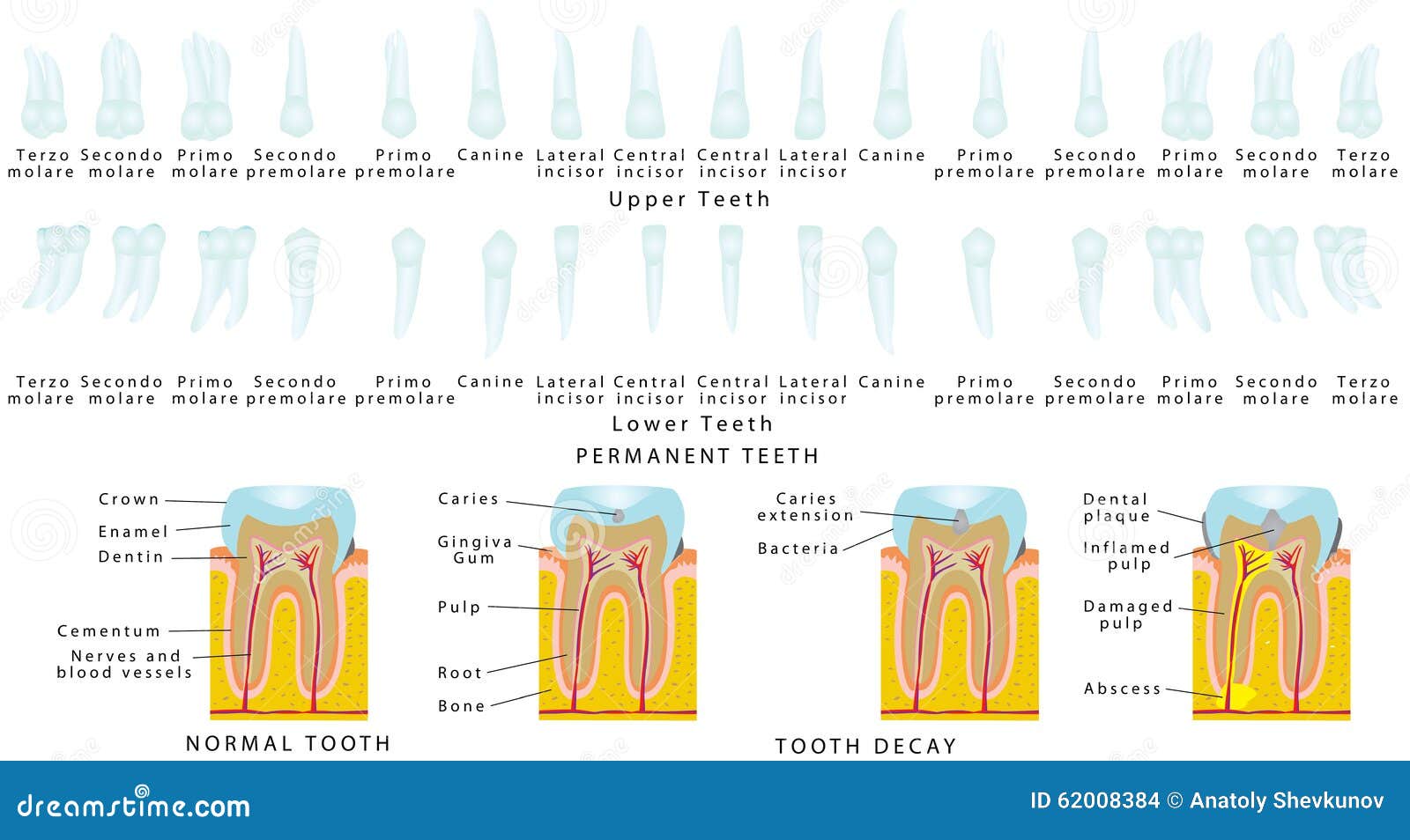 Permanent Teeth And Baby Teeth Vector Illustration | CartoonDealer.com ...