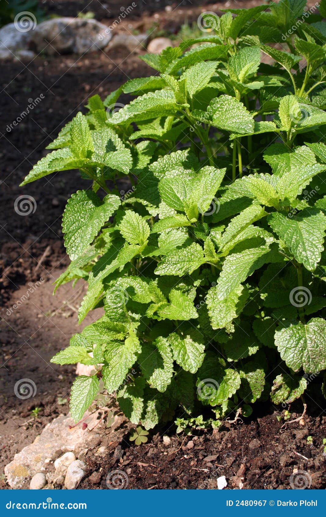 Permint da erva imagem de stock. Imagem de fresco, erva - 2480967