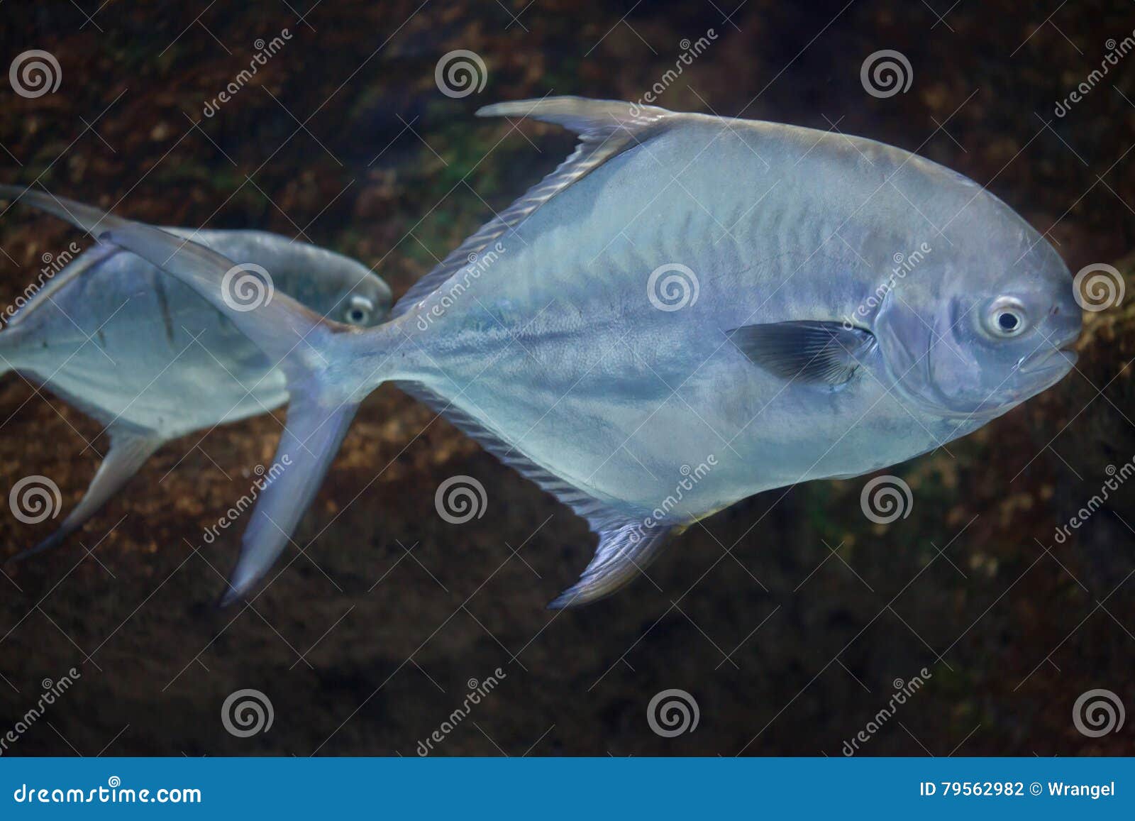 Permit (Trachinotus Falcatus). Stock Photo - Image of fish, animals ...