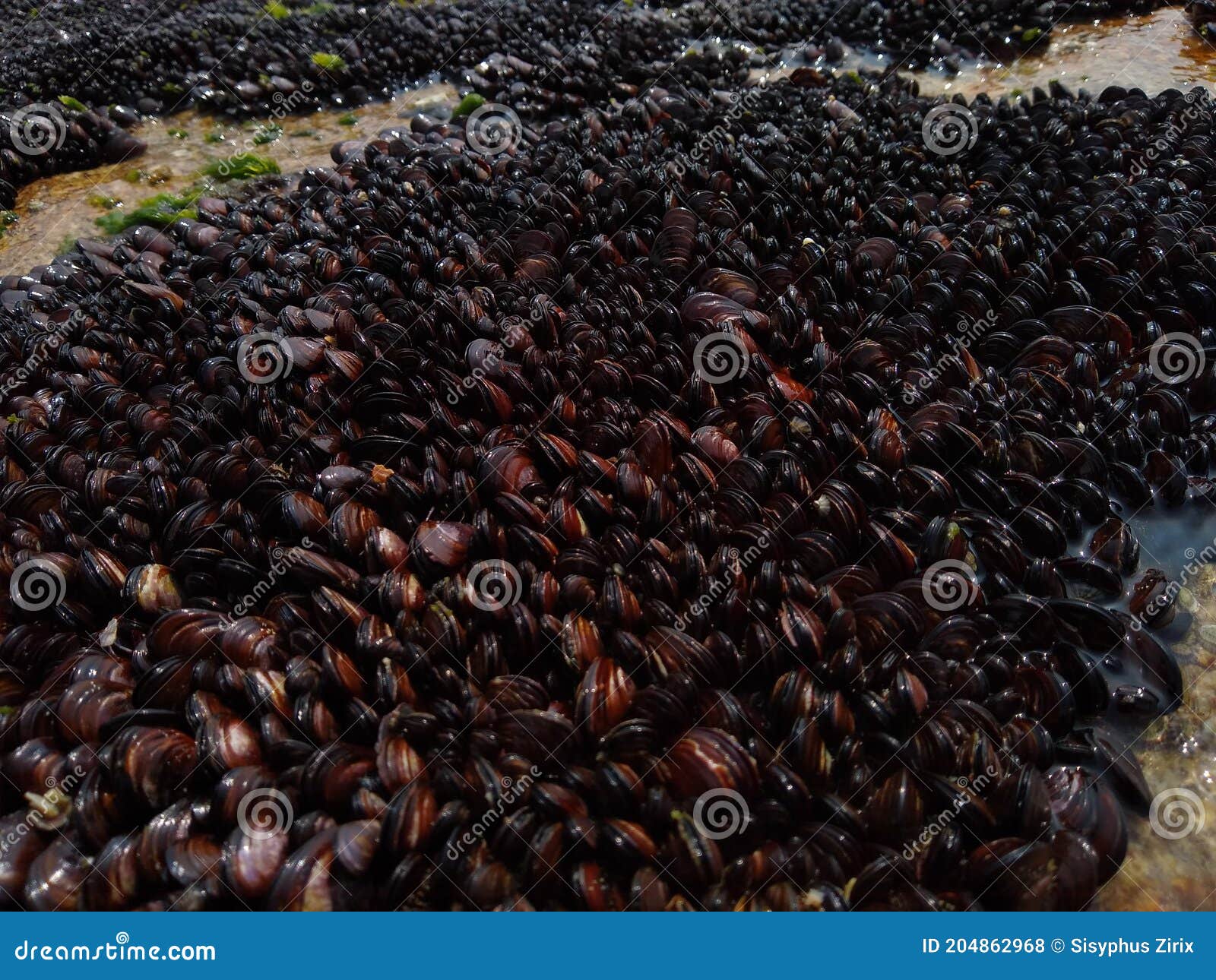 Perna, the brown mussel stock photo. Image of dessert - 204862968