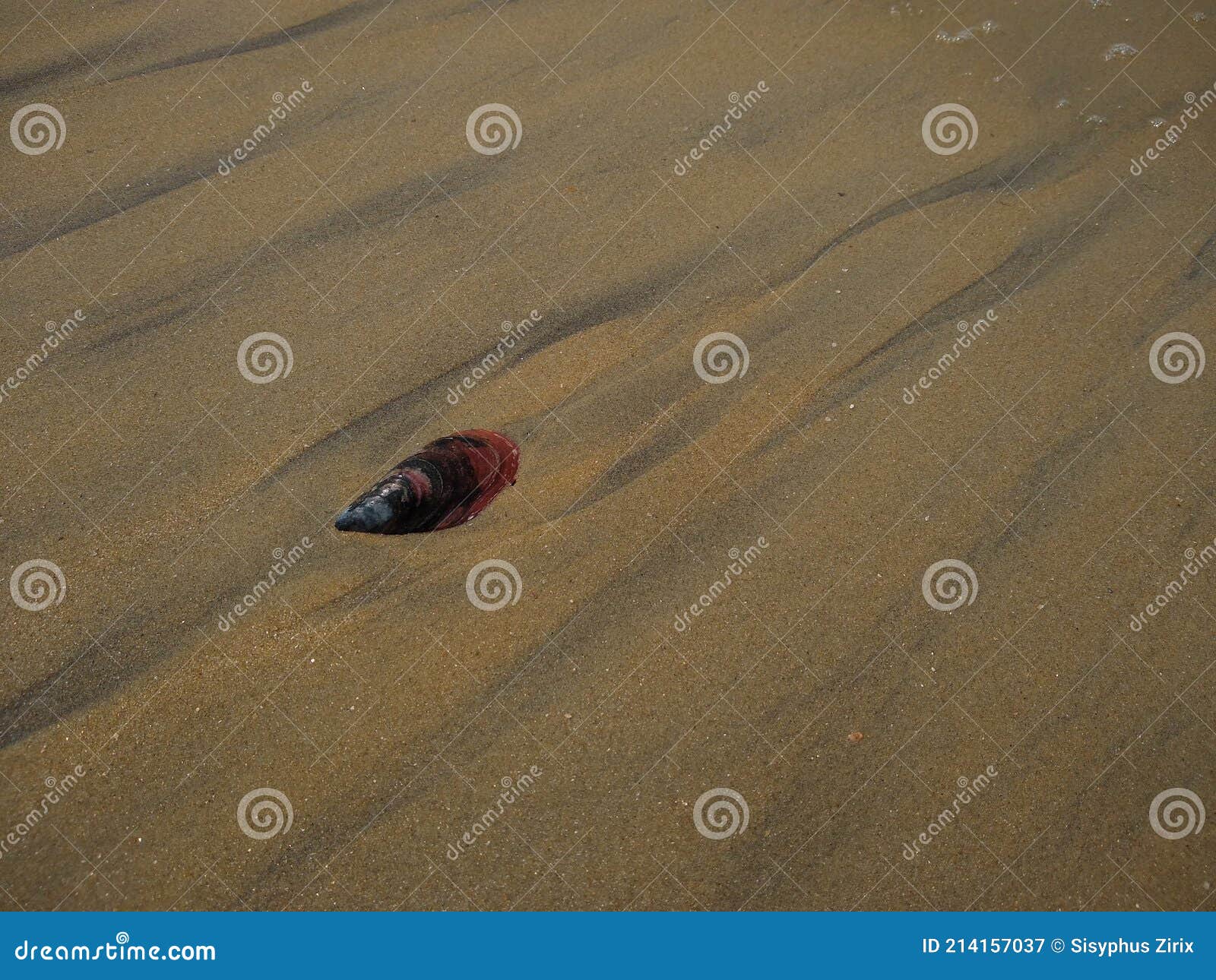 Perna Perna, the Brown Mussel on the Beach Stock Image - Image of wood ...
