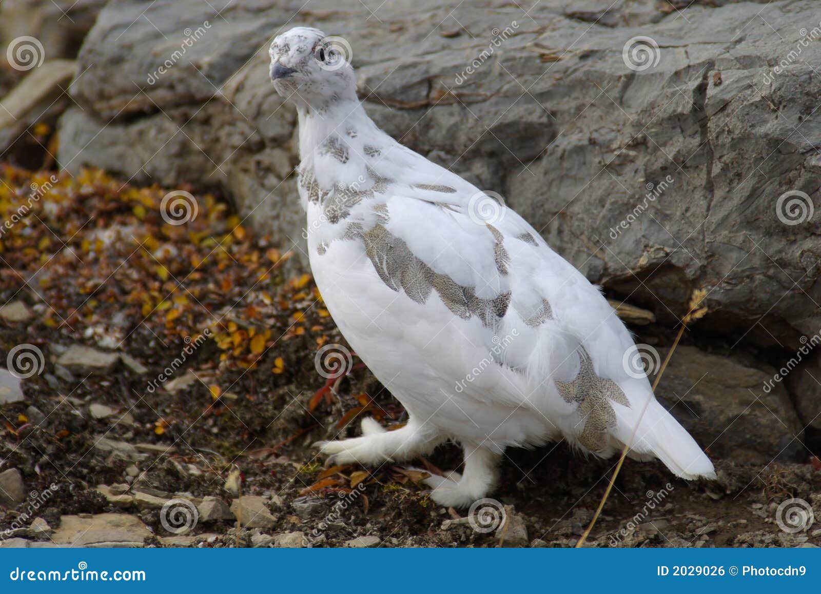Pernice bianca 1 fotografia stock. Immagine di animali - 2029026