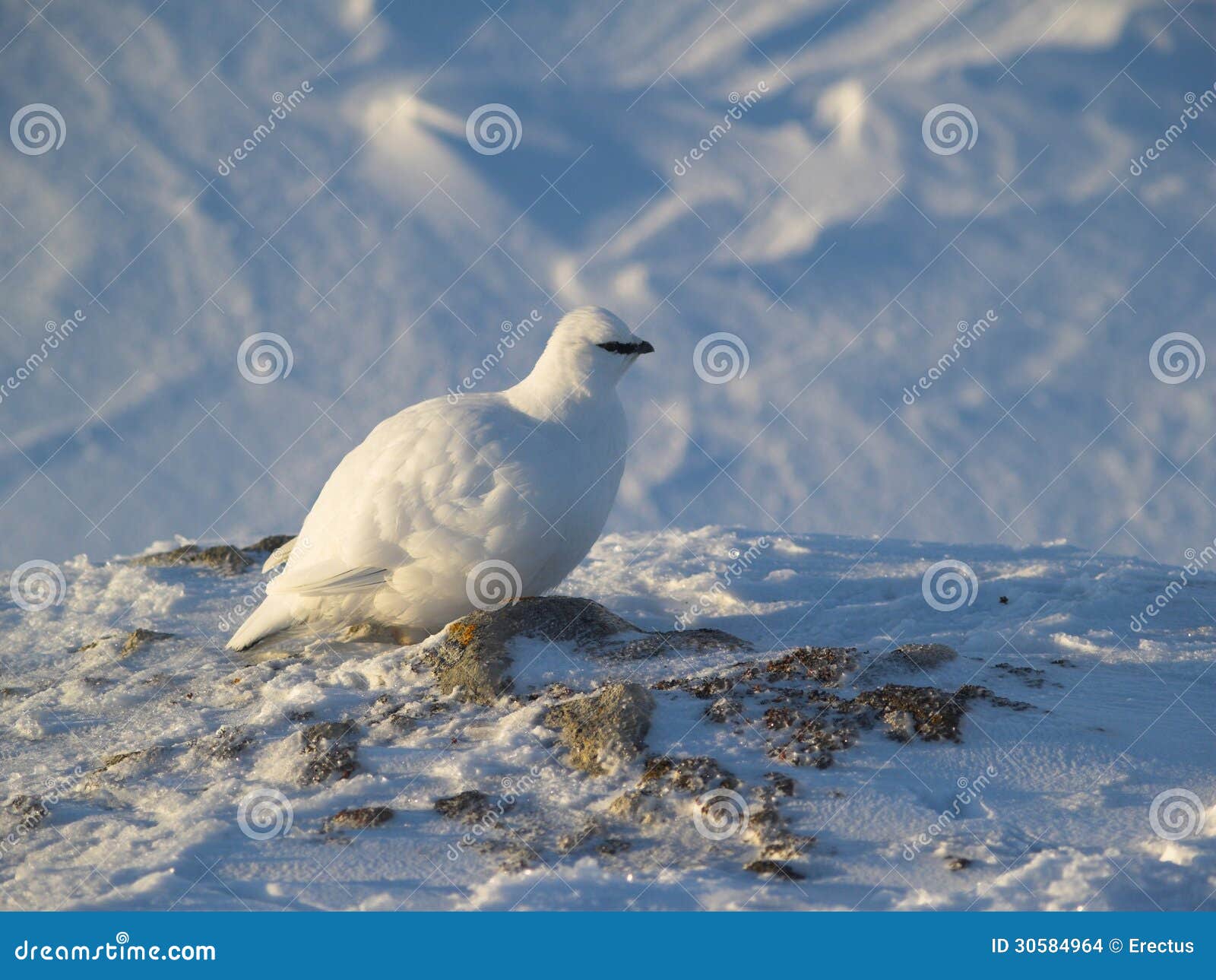 Pernice Bianca Della Roccia - Artide, Spitsbergen Fotografia Stock ...