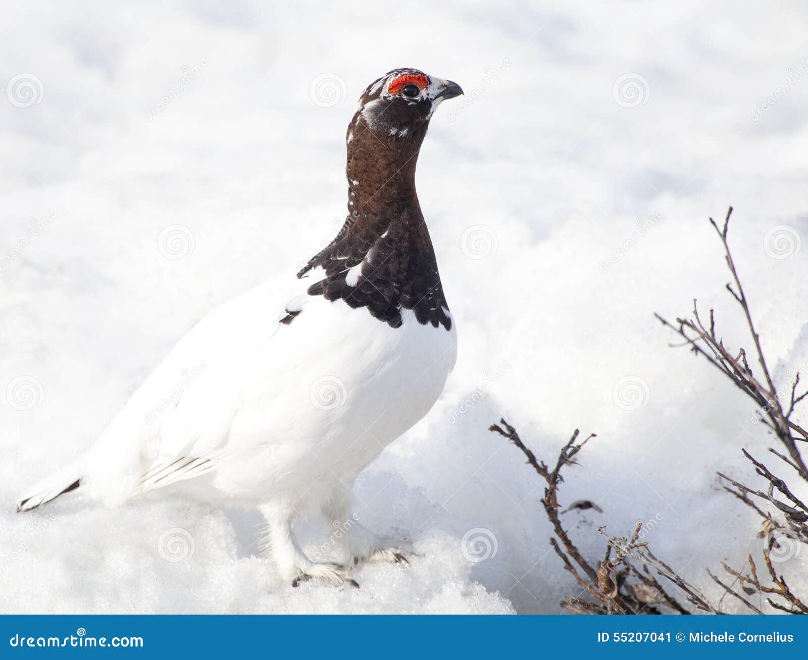 Pernice Bianca Maschio Nell'inverno Immagine Stock - Immagine di ...