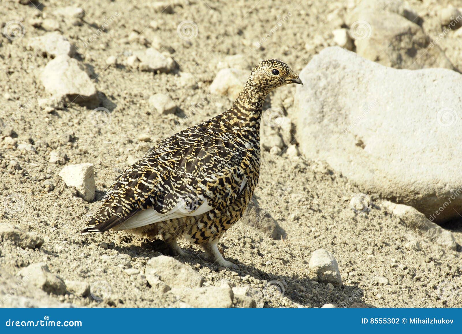 Pernice Bianca Siberiana Della Roccia (mutus Del Lagopus). Fotografia ...