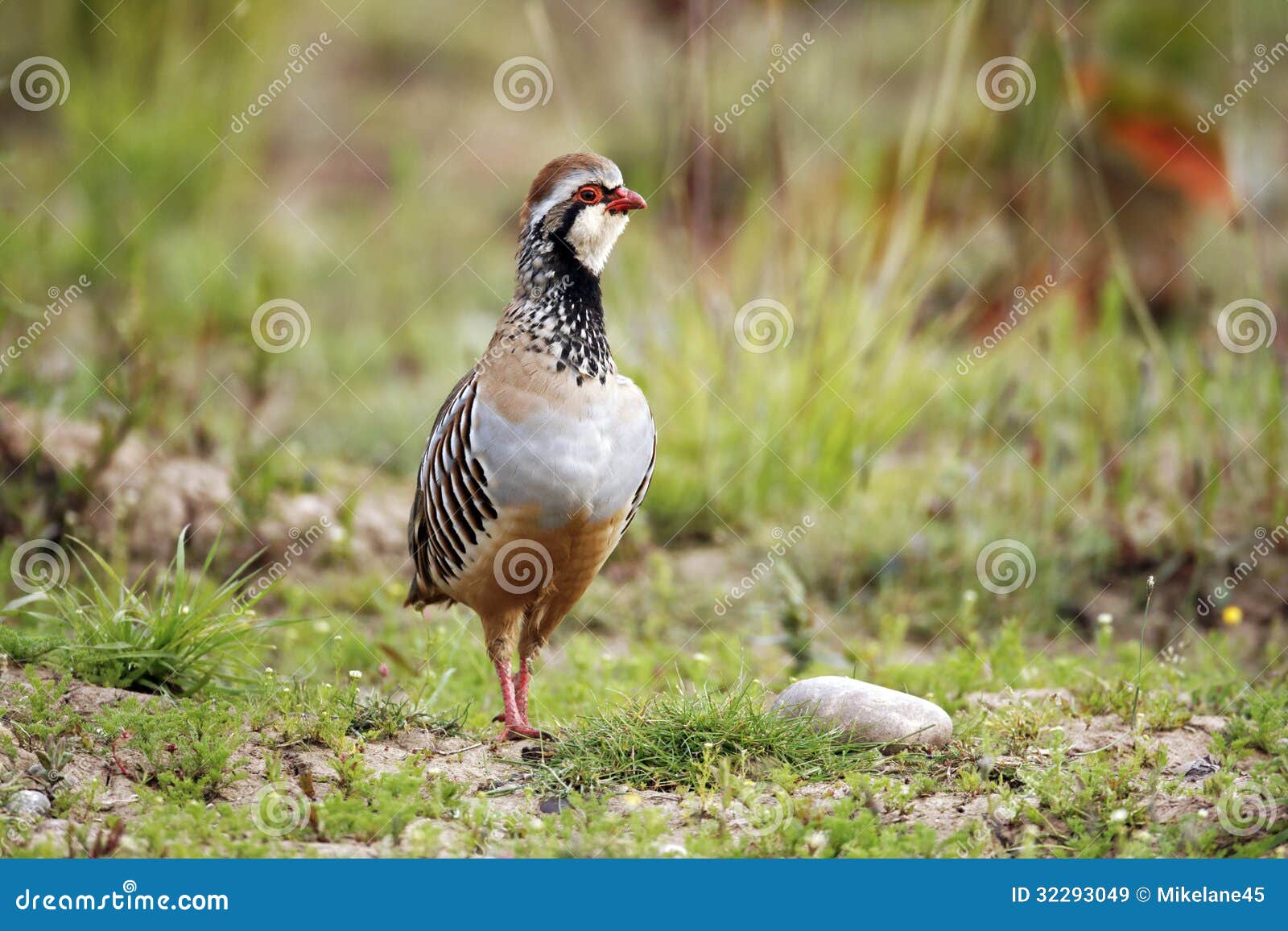 Pernice Dalle Zampe Rosse, Rufa Di Alectoris Immagine Stock - Immagine ...
