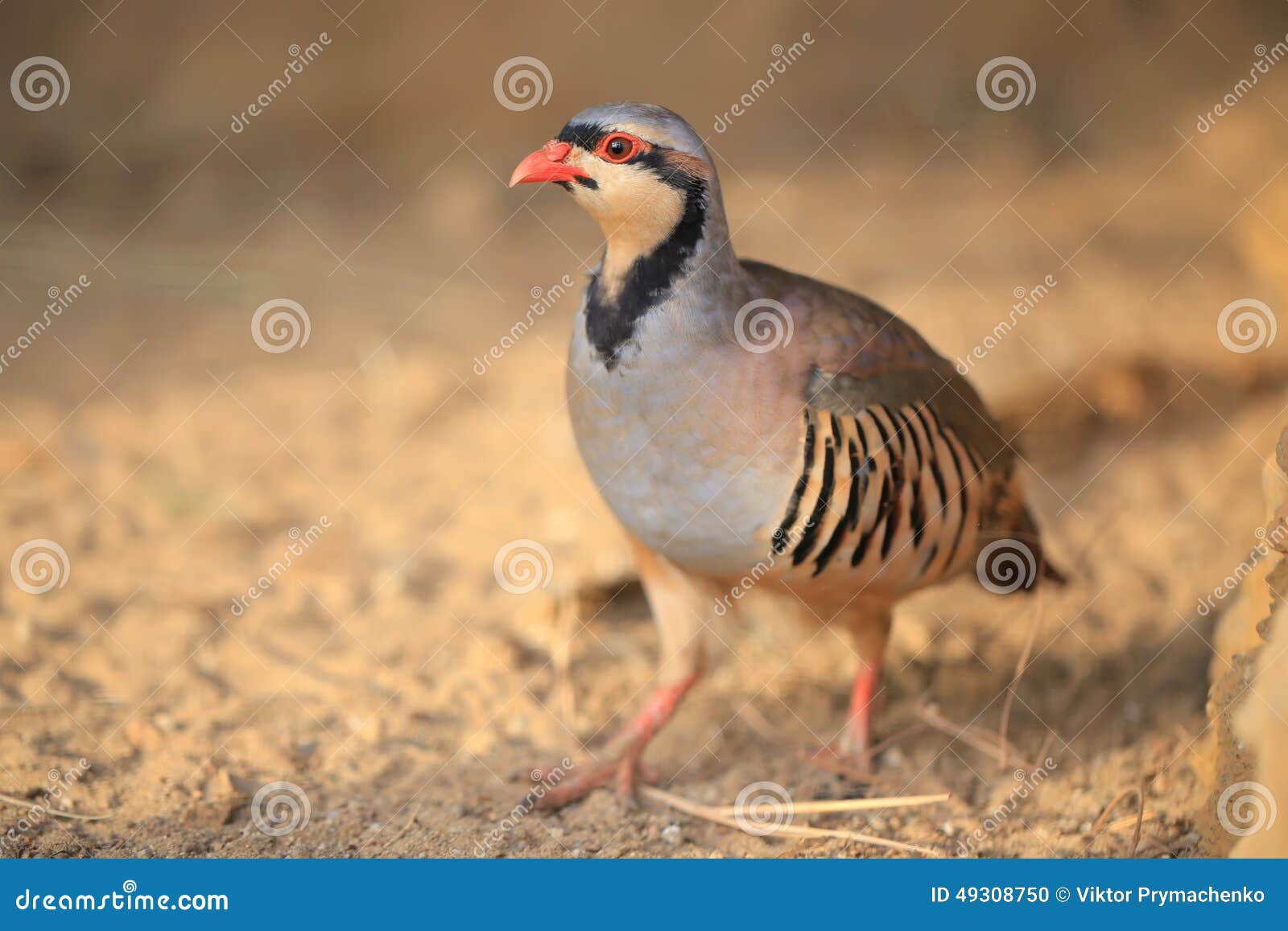 Pernice di Chukar fotografia stock. Immagine di pennuto - 49308750